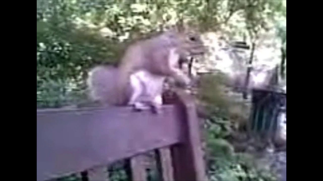 squirrel listening 2 bladee - YouTube