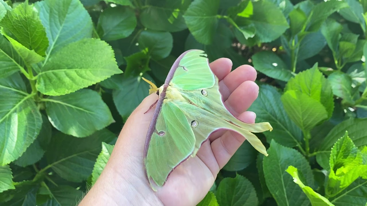 Saving a Luna moth we found in our basement! 💚 - YouTube