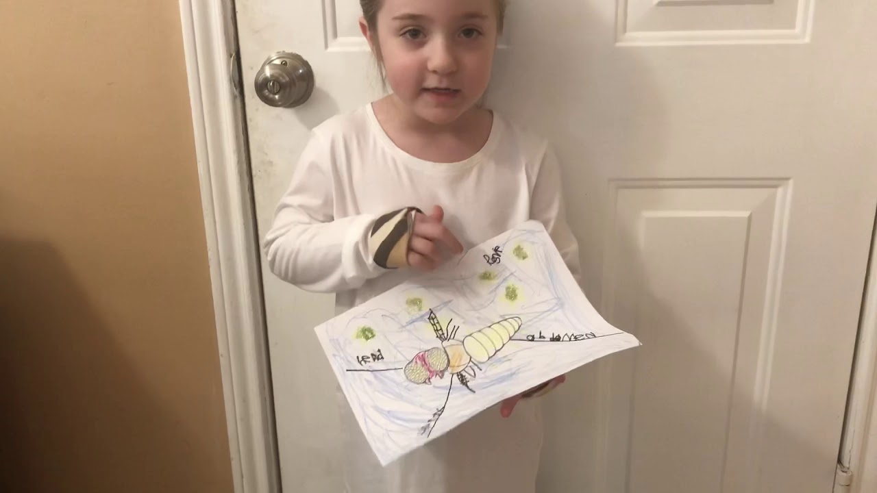 Rosie bug video - YouTube