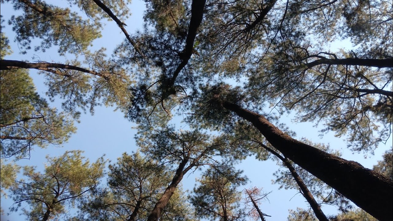 Wisata Murah Hutan Pinus Cemara Sewu Ungaran samping Pinusia Park dan ...