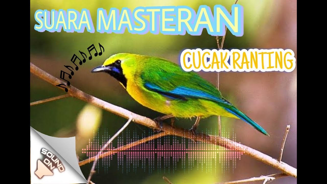 Masteran Burung Cucak Ranting | Cocok Buat Mikat | Ampuh - YouTube
