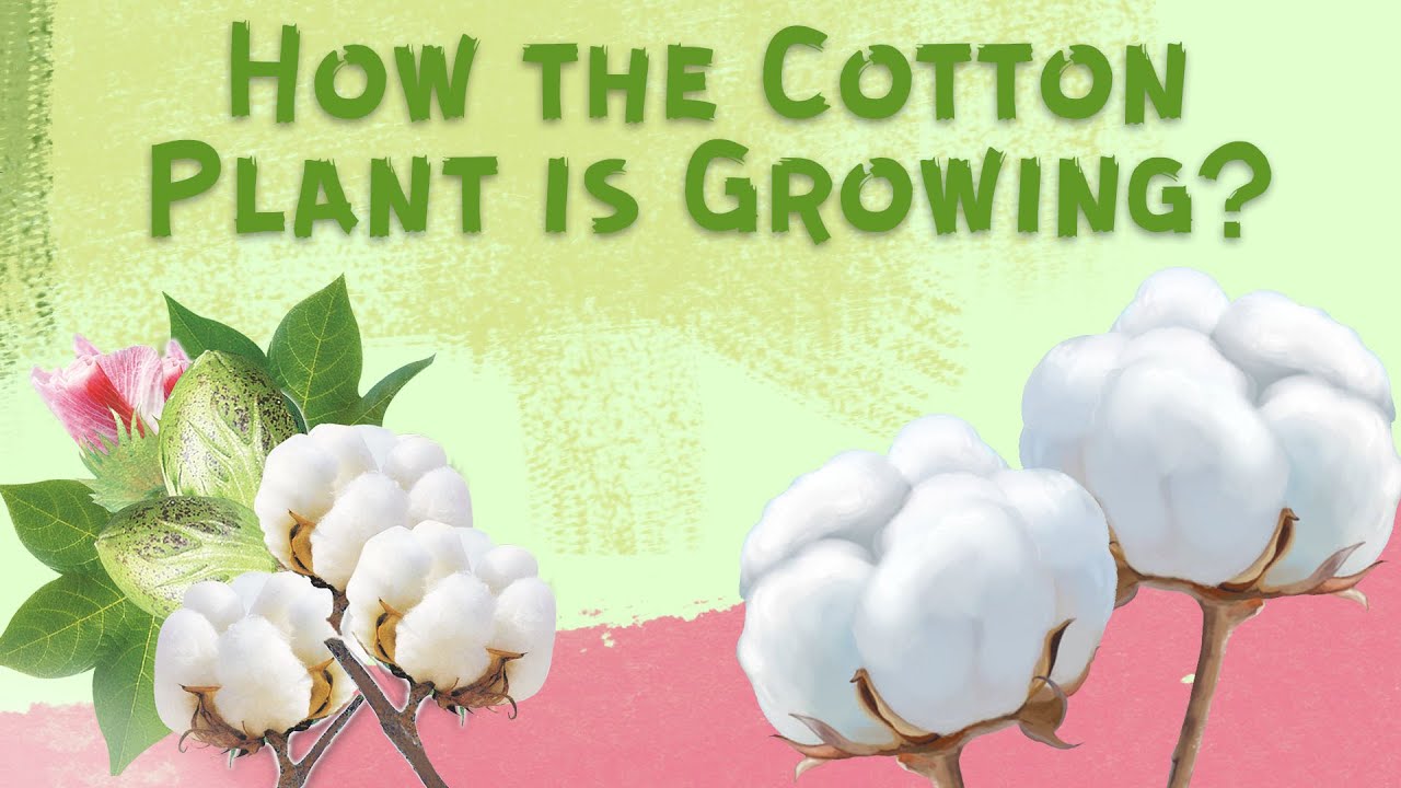 Growing Cotton (Experiment/Vlog) - YouTube