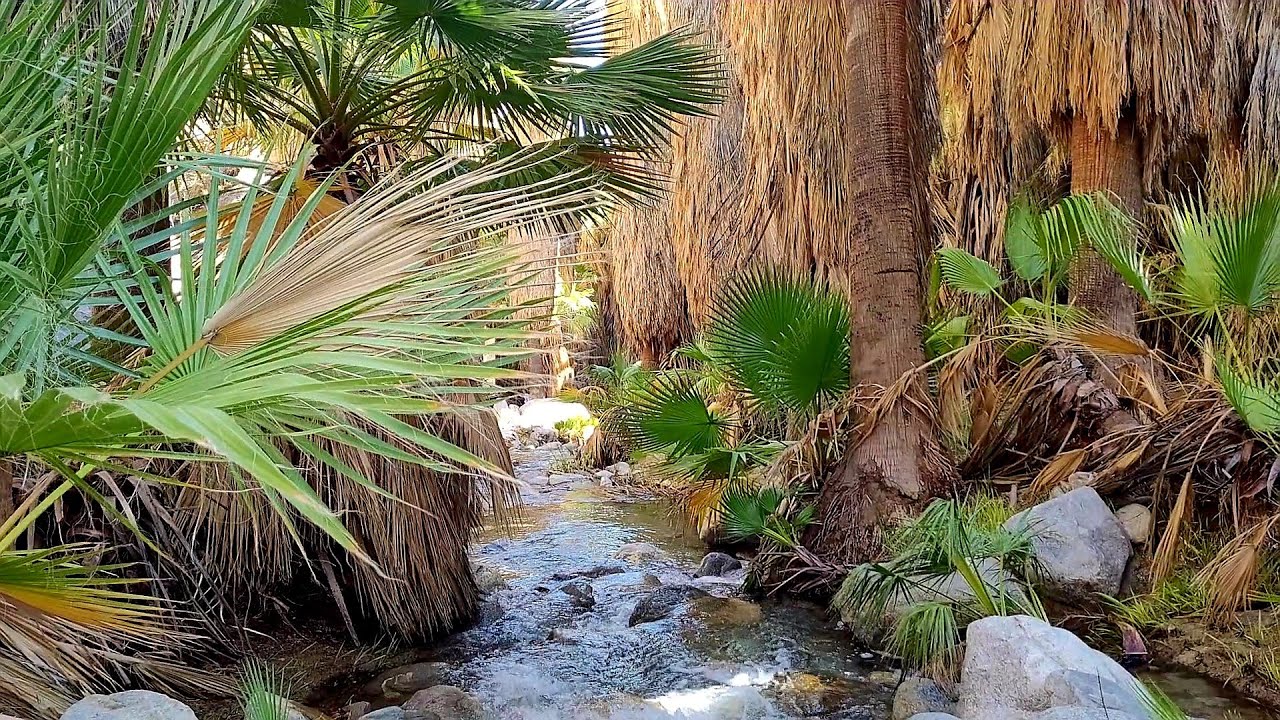 Natural spring water flowing at real desert oasis in Indian Canyon in ...