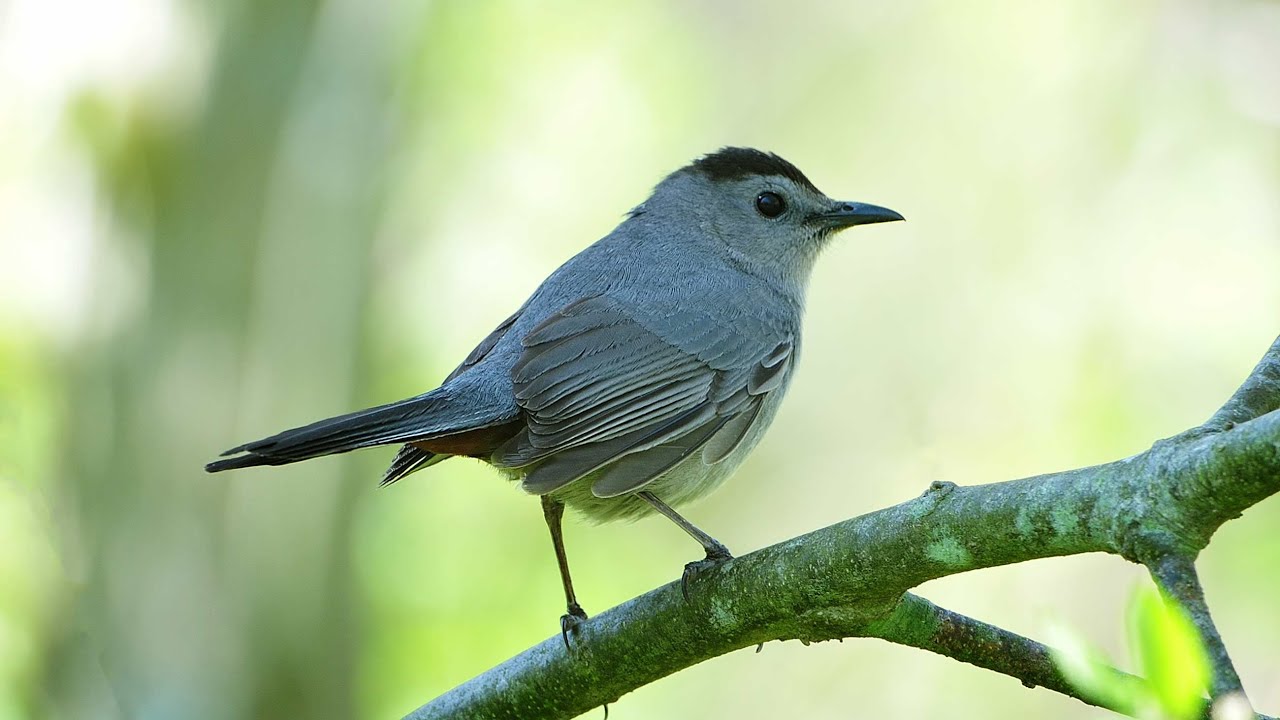 Gray Catbird - YouTube