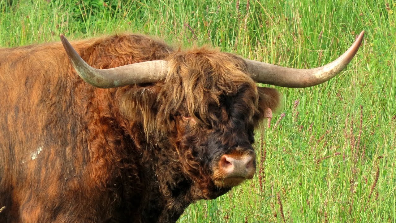 Skotský náhorní skot, Highland cattle, Schottisches Hochlandrind ...