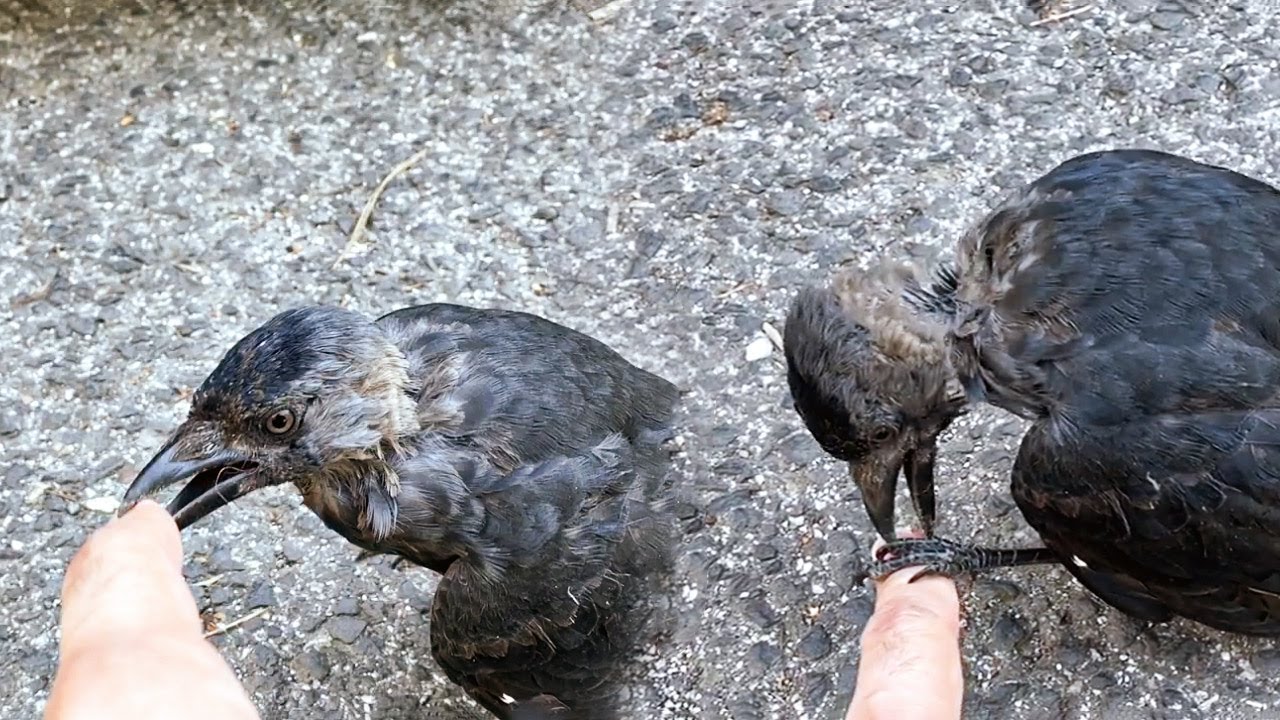 Crow biting my fingers - YouTube