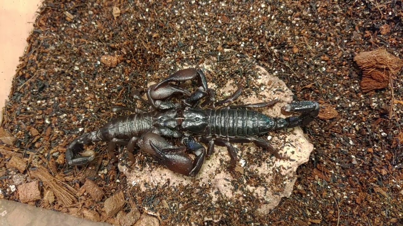 ケイブクロウスコーピオン（Pandinus viatoris） 交接 - YouTube
