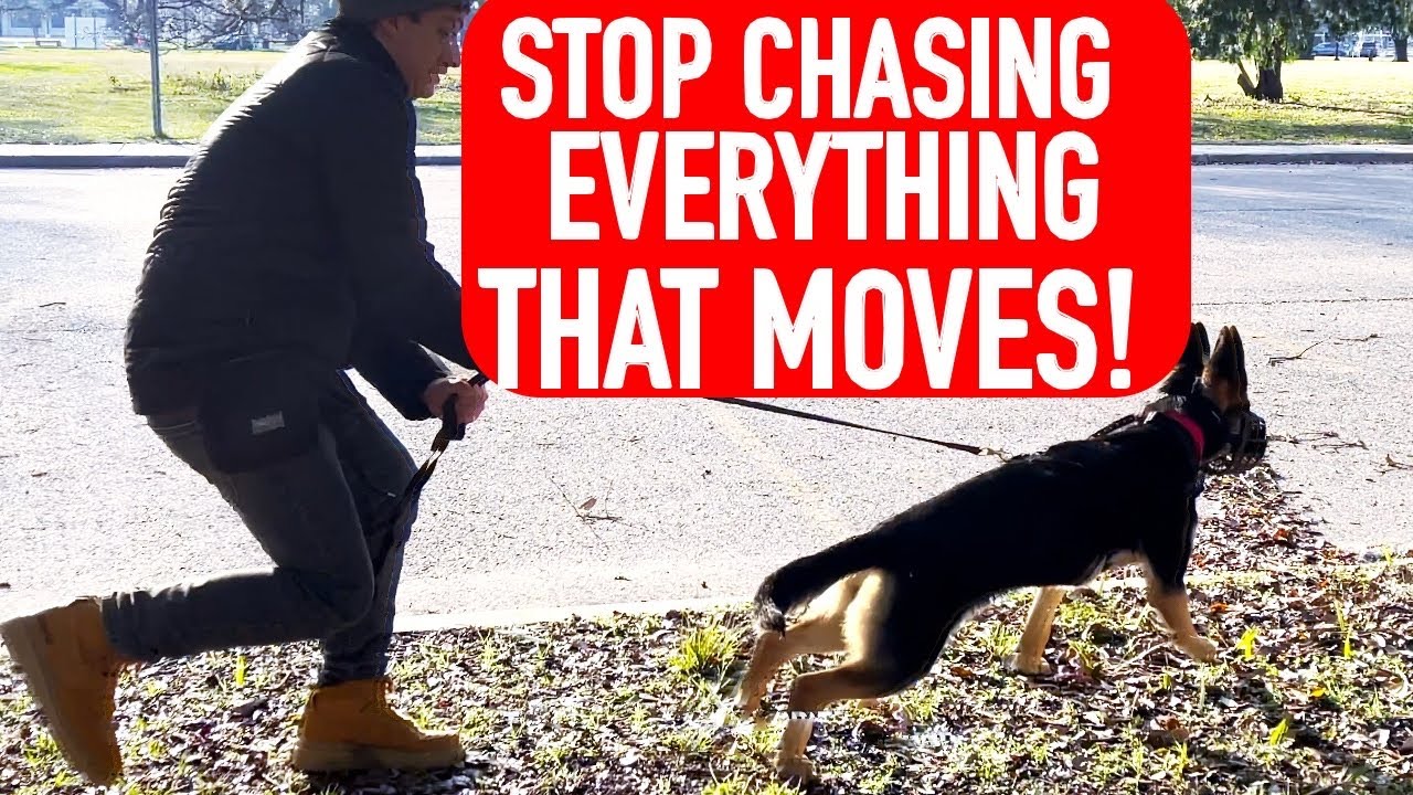 The best way to Practice the Predator in Your House: A Information to ...