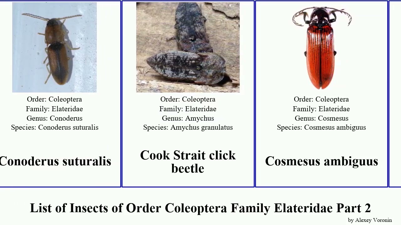 Elateridae Species