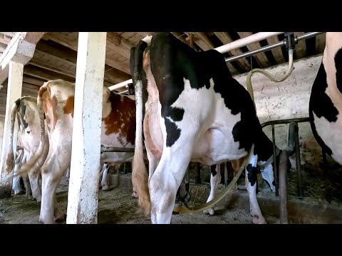 Milking Cows On A Small Family Dairy Farm Over A Lifetime!