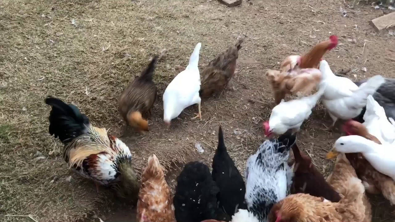The Chicken Adventure #2 Egg production is going down - YouTube