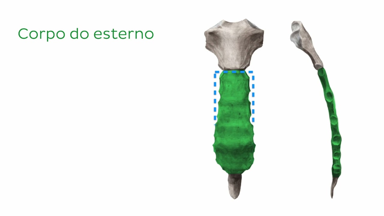 Anatomia do Tórax #1 - Ossos do tórax - Esterno - YouTube