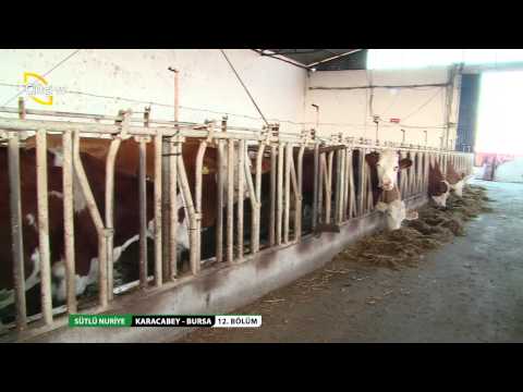 SÜTLÜ NURİYE - ÖMER MATLI AKADEMİ - 12. BÖLÜM