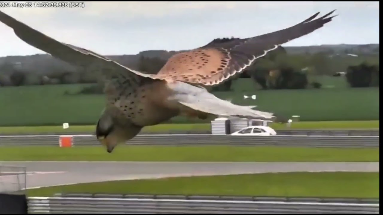 Glitch In The Matrix: Falcon Stuck In Mid Air! - YouTube