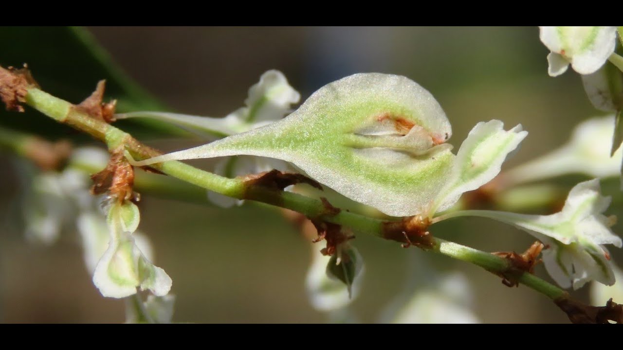 Fallopia baldschuanica syn Polygonum baldschuanicum Greece by Theo ...