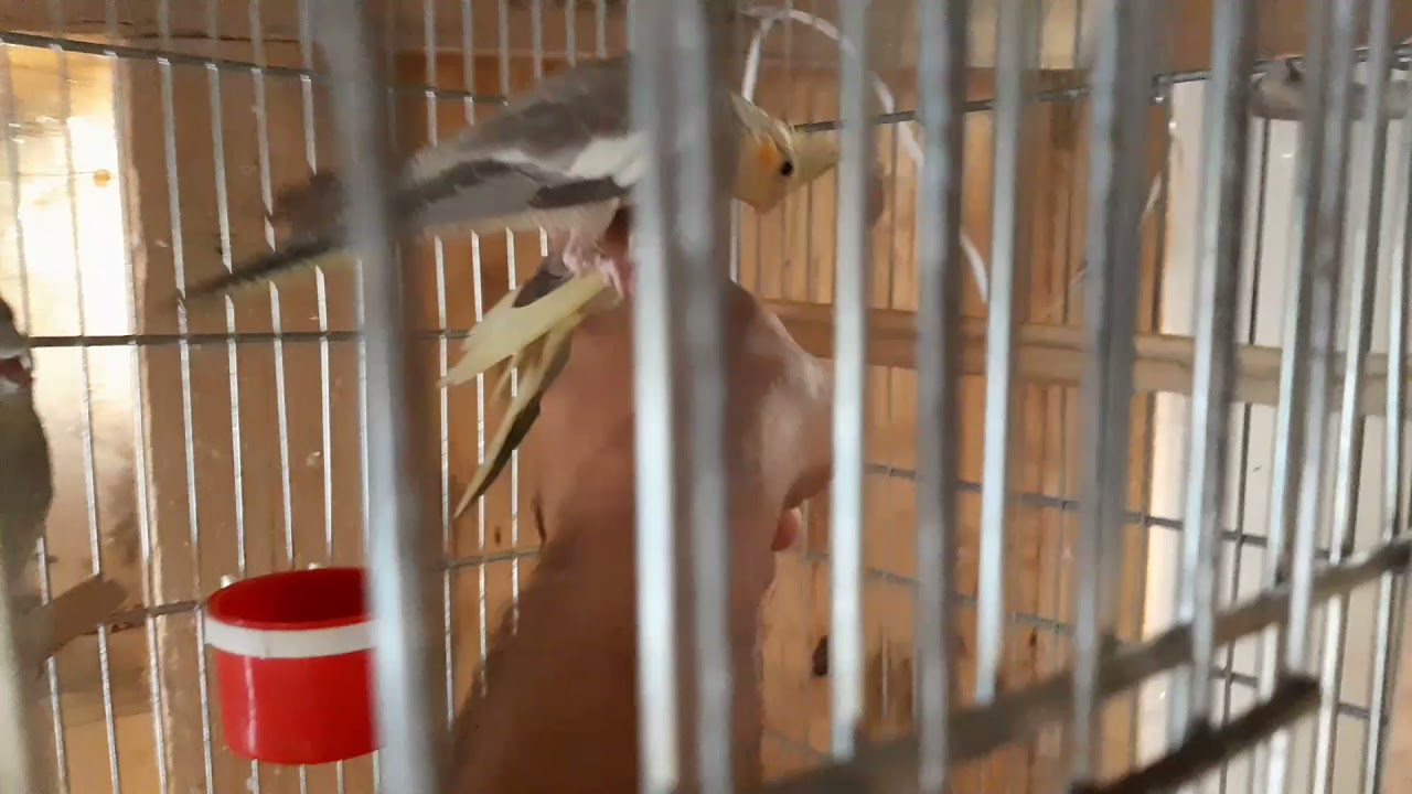 FILHOTES COM PERNA TORTA ULTIMA PARTE. - YouTube