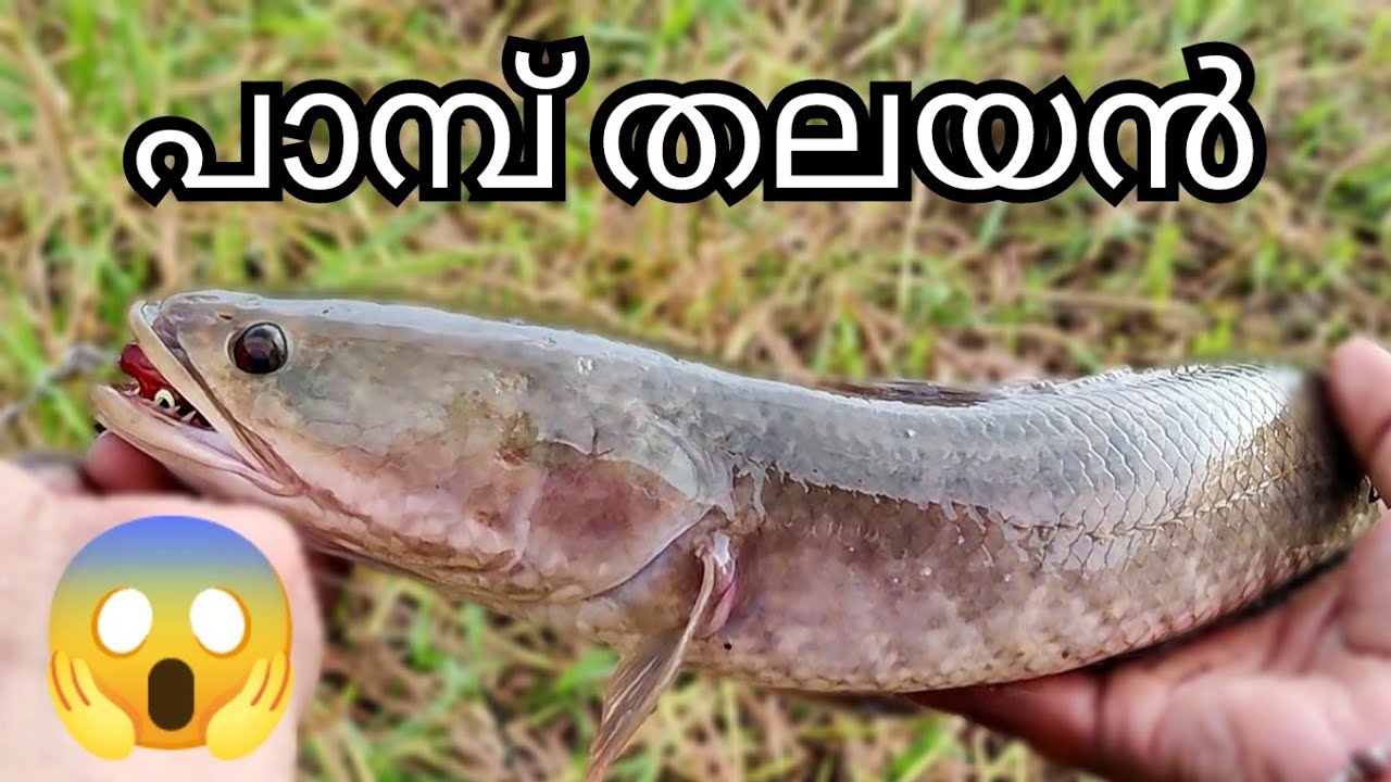 വരാൽ മീനെ പിടിക്കാൻ പഠിക്കാം 🥰😍 Snakehead Fishing | Varal Fishing ...