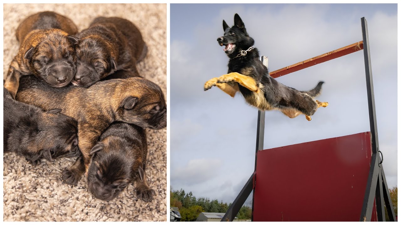 Should You Get A Puppy Or A Fully Trained Dog? - YouTube