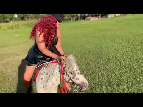 Hard Pony Riding #horseriding #ponyriding #spurs #whip #hardriding #Reiten #Équitation