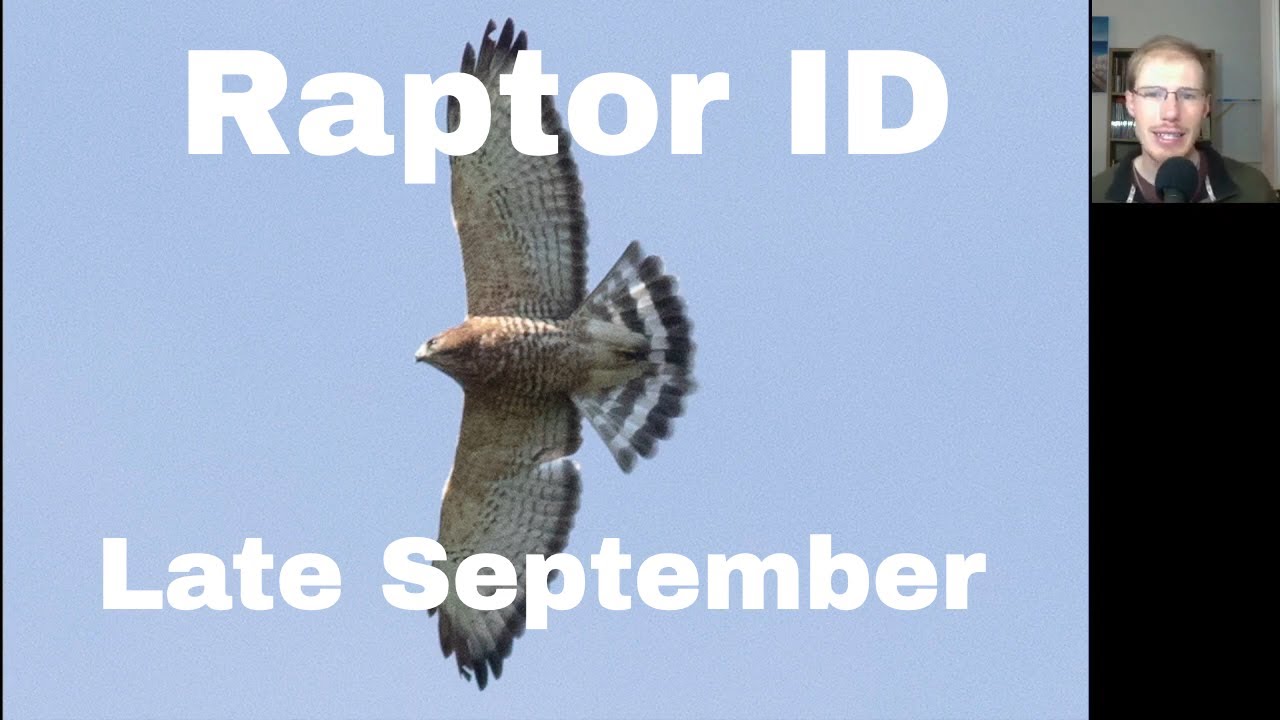 (2/6) Raptor Identification - Late September - Ashland Hawk Watch 2023 ...