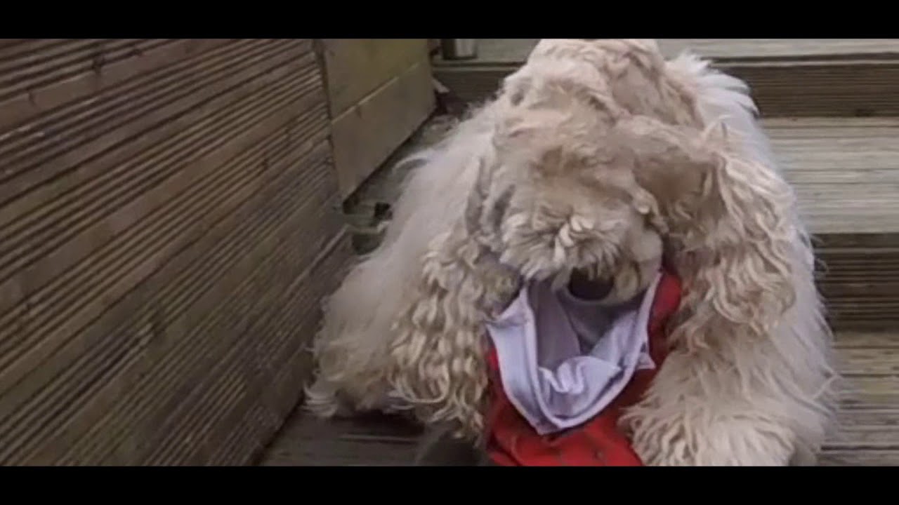 Avengers Dogs - YouTube