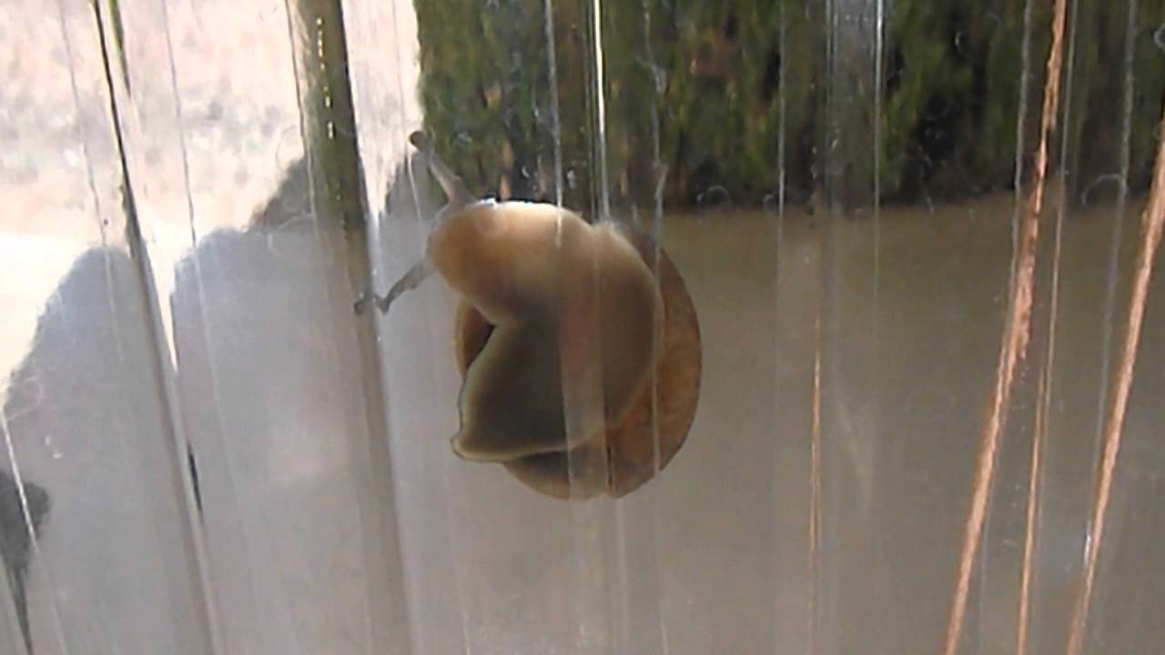 Snail Belly - YouTube