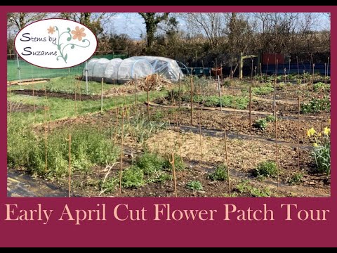 Early April Cut Flower Patch Tour // Stems by Suzanne Cut Flower Farm ...