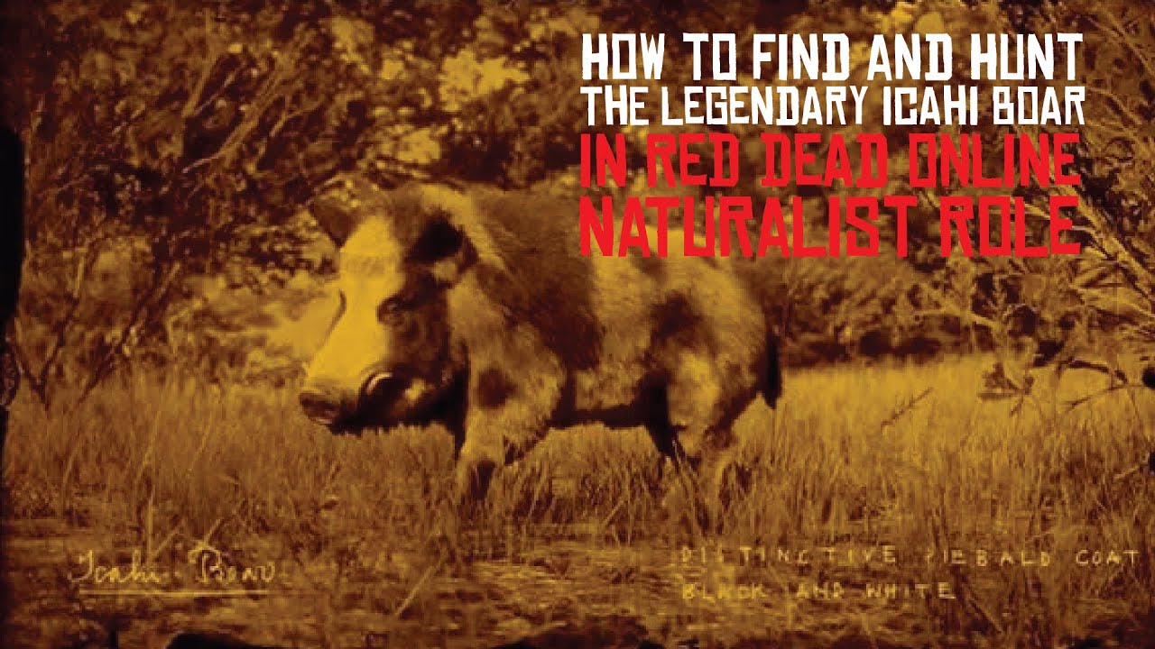 Red Dead Online: Legendary Icahi Boar Hunt - YouTube