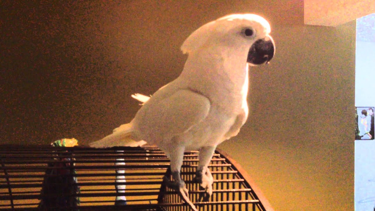 Cockatoo So happy, new song is on! - YouTube