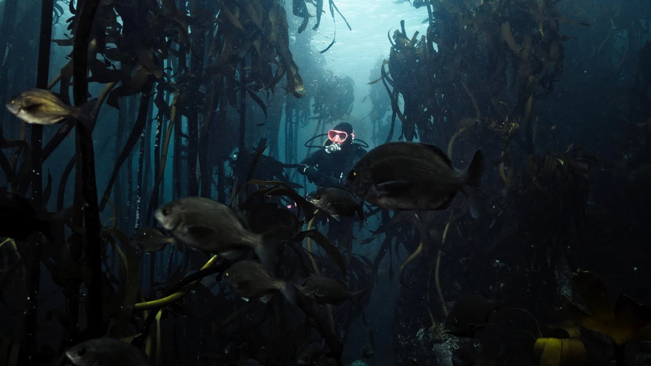 MY MOMENT – Scuba Sarah dives in the Kelp Forest with Suunto Ocean ...