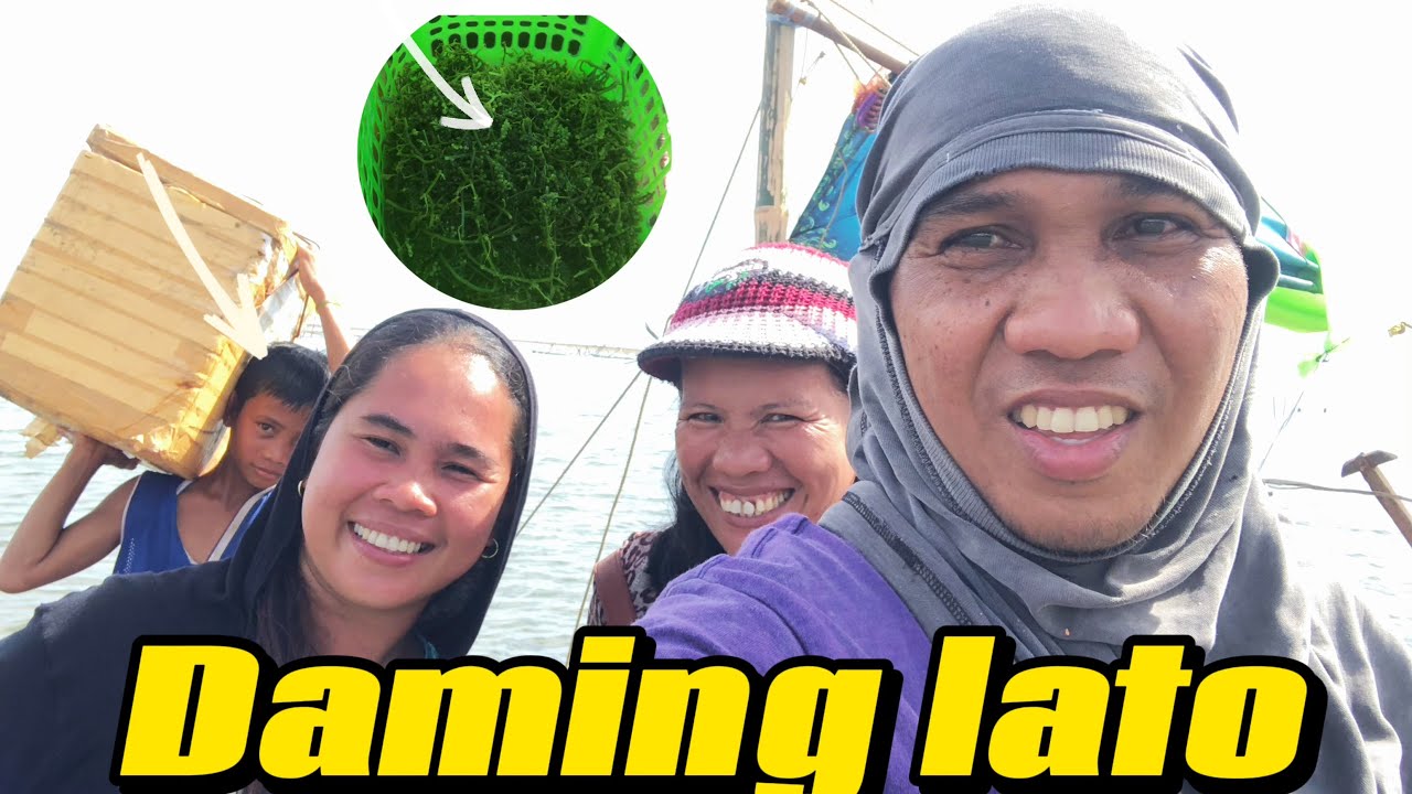 CATCHING IN EATING SEAGRAPES/LATO #seafood - YouTube