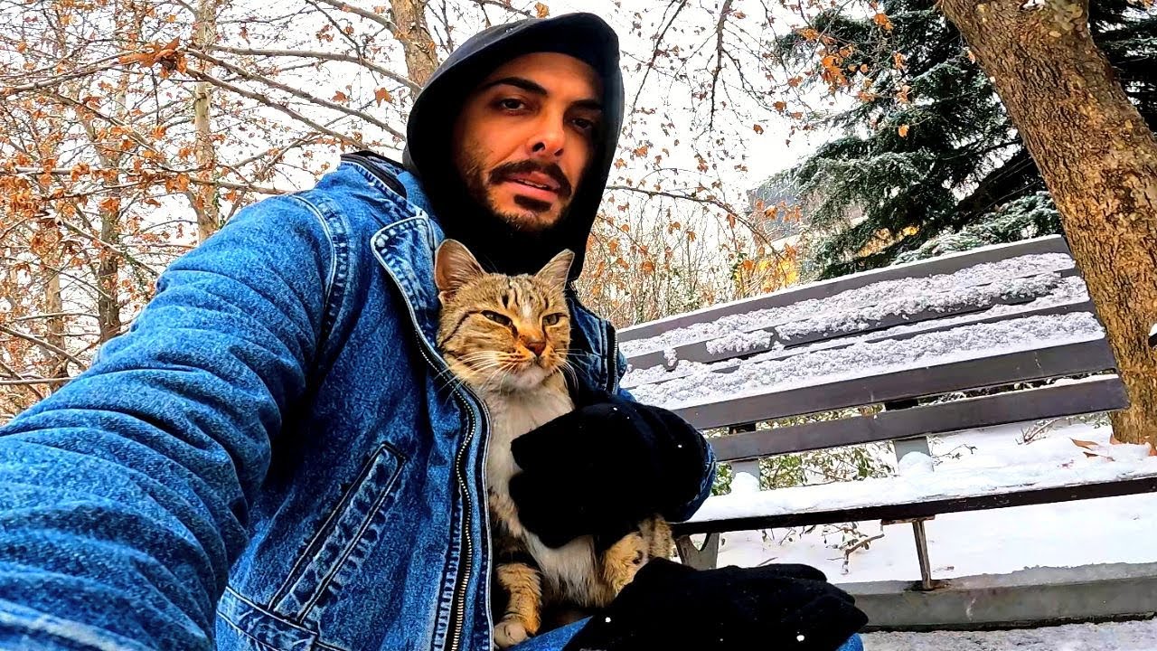 Incredibly cute and beautiful Tabby cat that came to my arms from the ...