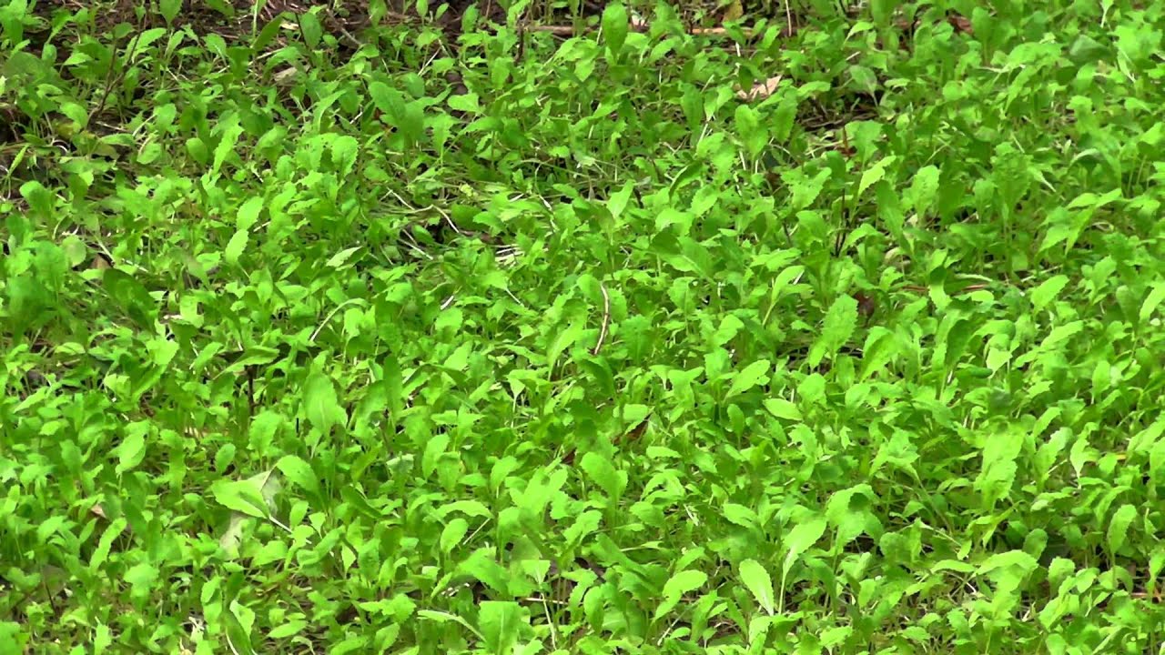 Tecomate vs Evolved Harvest Food Plots part 2- tecomate still winning - YouTube
