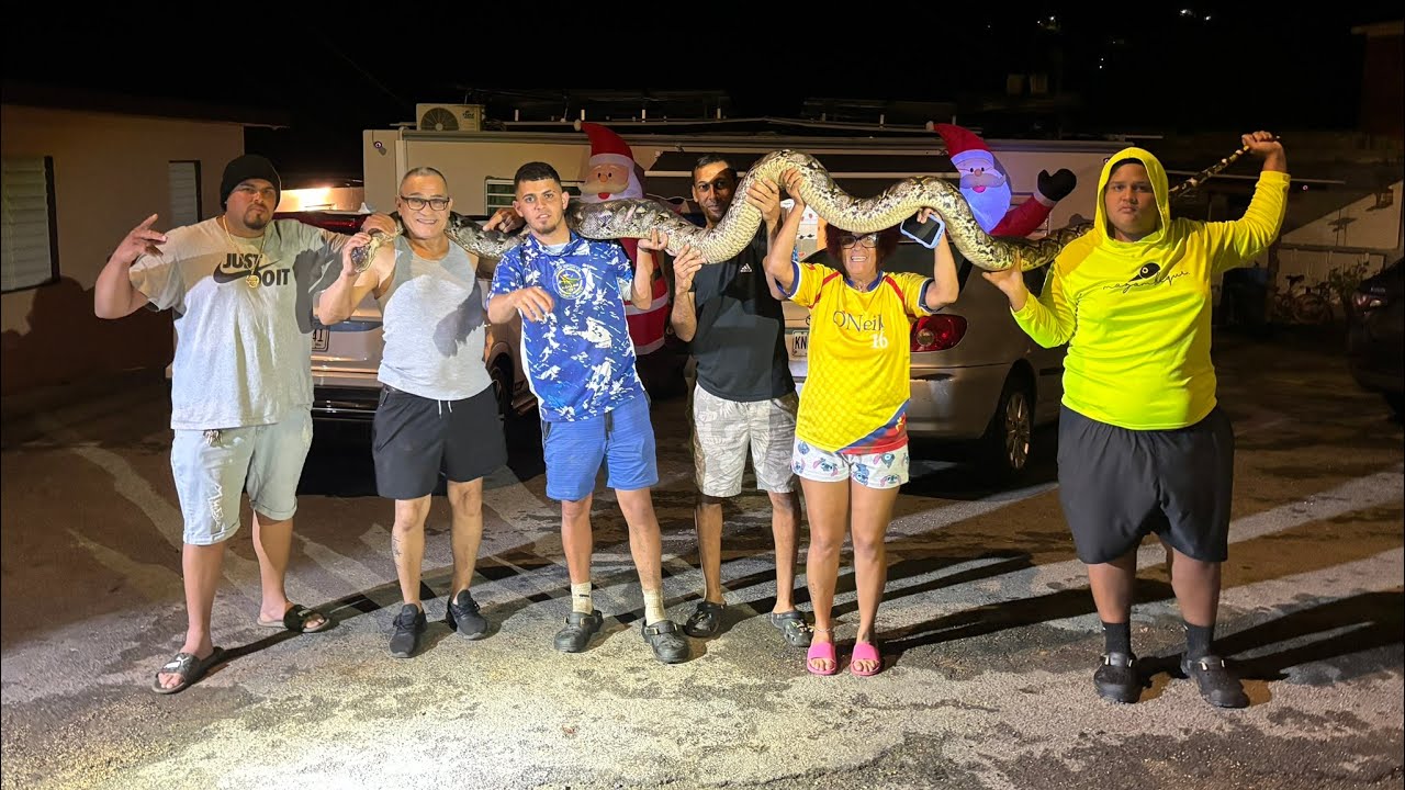 La culebra más Grande De Puerto Rico/Piton Reticulada Gigante/Muy ...