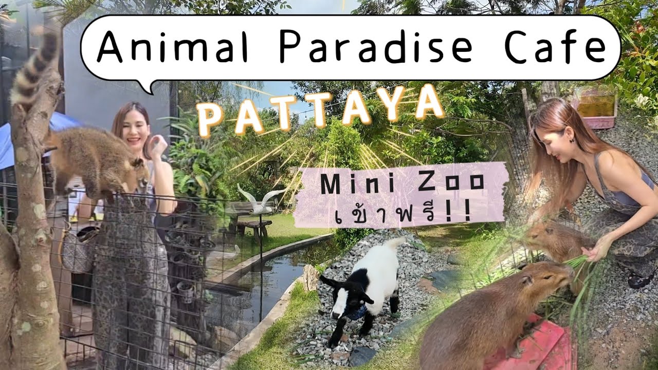 พาเที่ยว Animal Paradise Cafe พัทยา Mini Zoo เข้าฟรี พัทยา สัตว์เยอะ ...