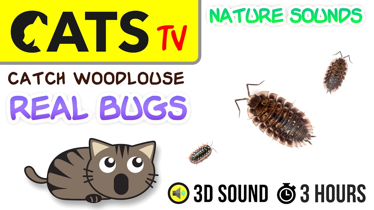 GAME FOR CATS - Real Dork BUGS on white screen HD [CATS TV] Woodlouse ...