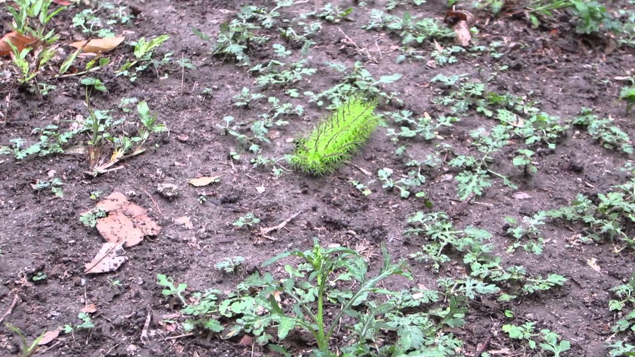 Poisonous Automeris moth caterpillar - YouTube