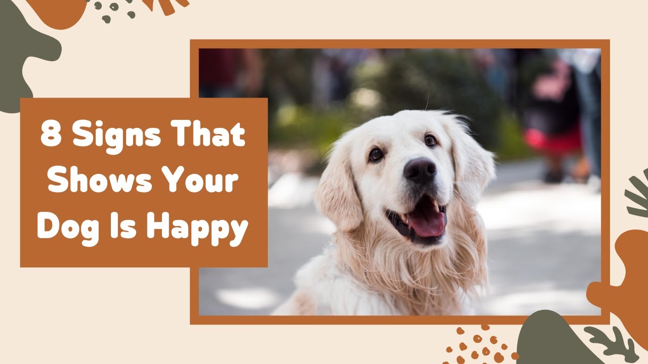 8 Signs That Shows Your Dog Is Happy | Pet Care | Pet Health | Pet ...