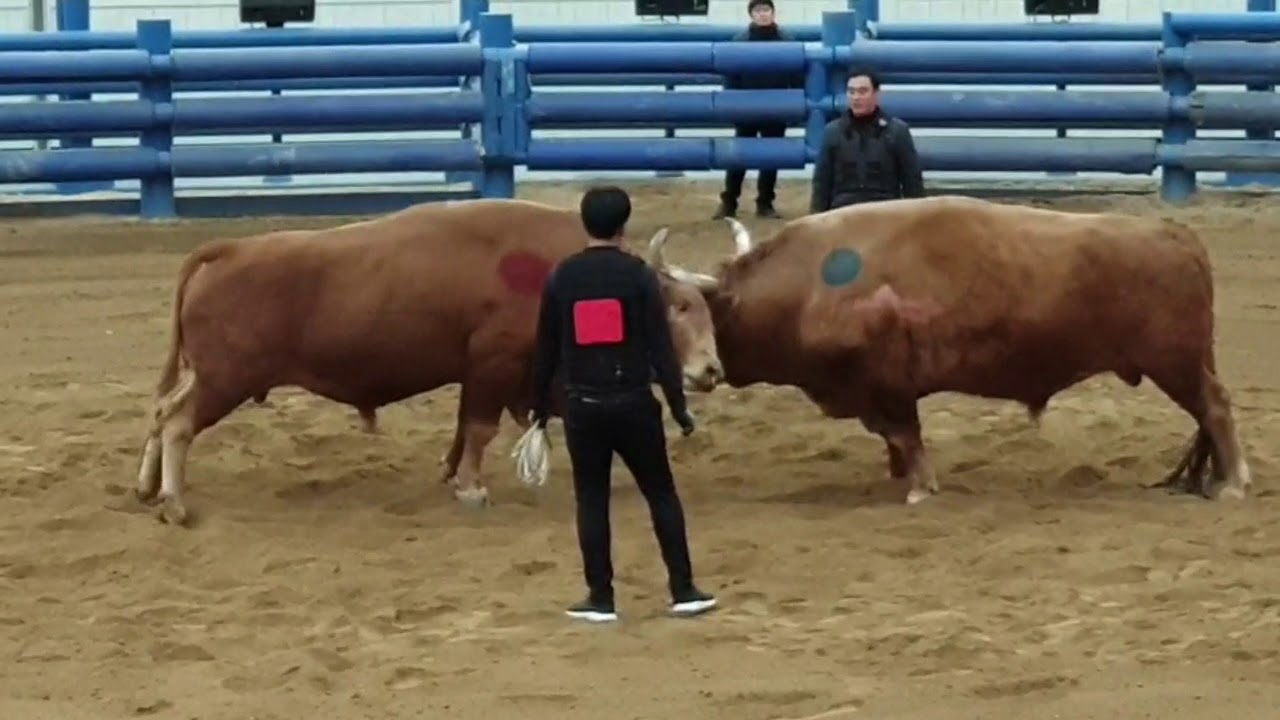 #청도소싸움장 ox fight stadium 闘牛競技場。 На поле битвы (마음이+용감한소) 2019.12.21(토 ...