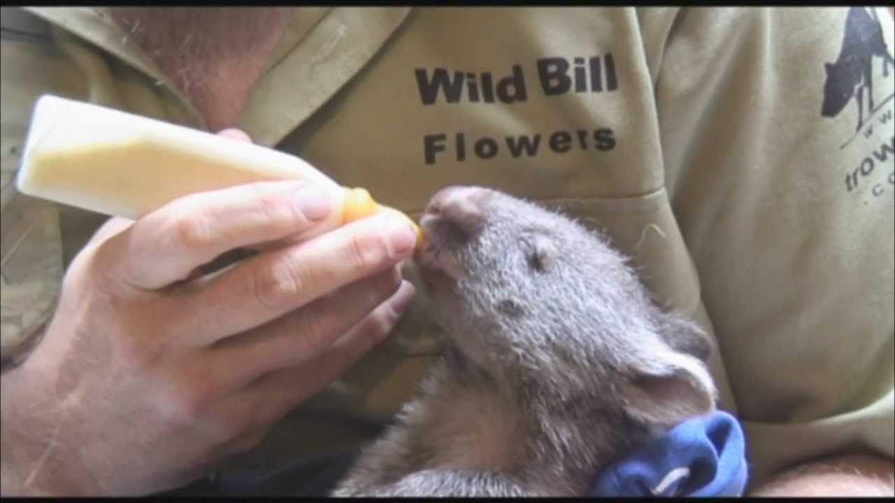 Baby Wombat Rescue. - YouTube