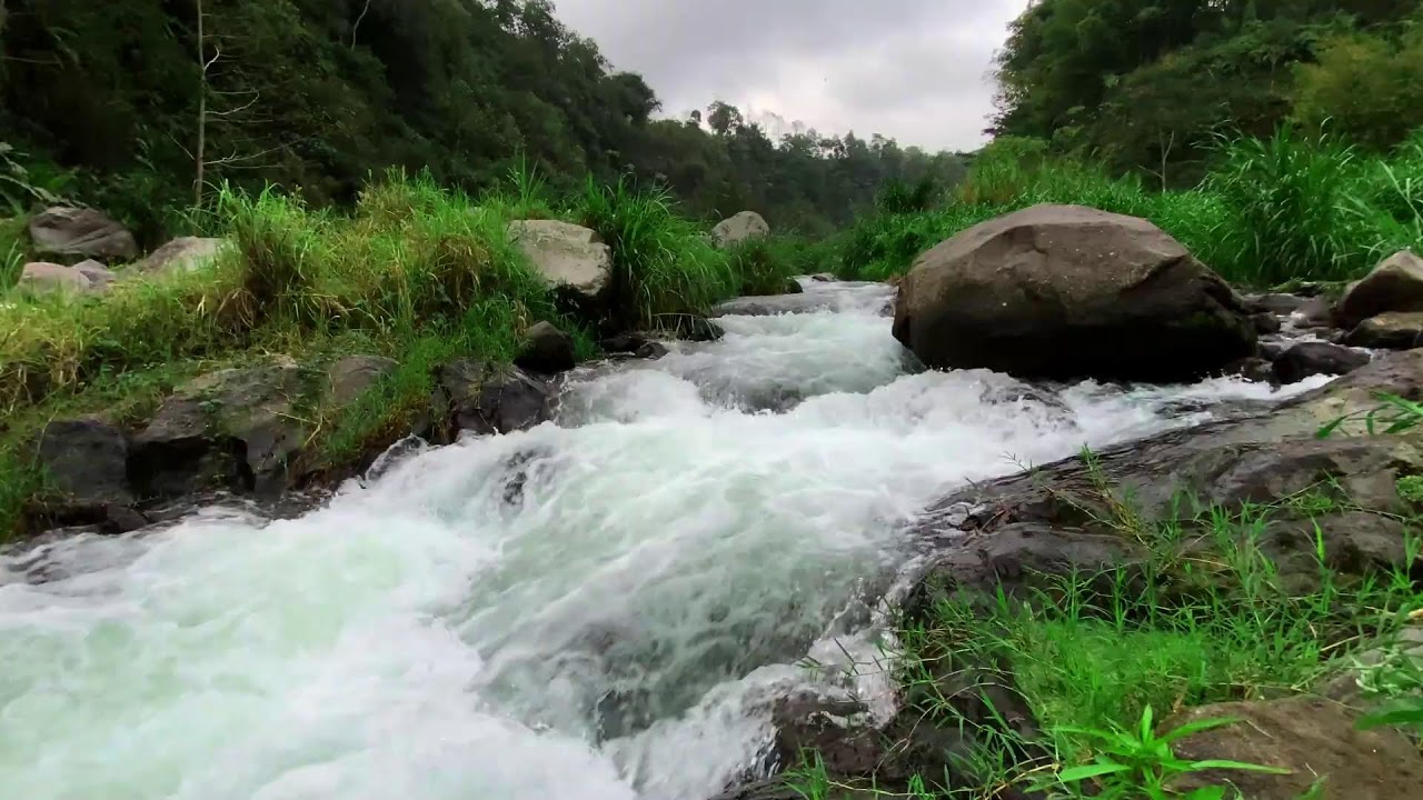 Healing forest sounds, Birds singing, Babbling streams, Bubbling water sounds, Nature sounds ...