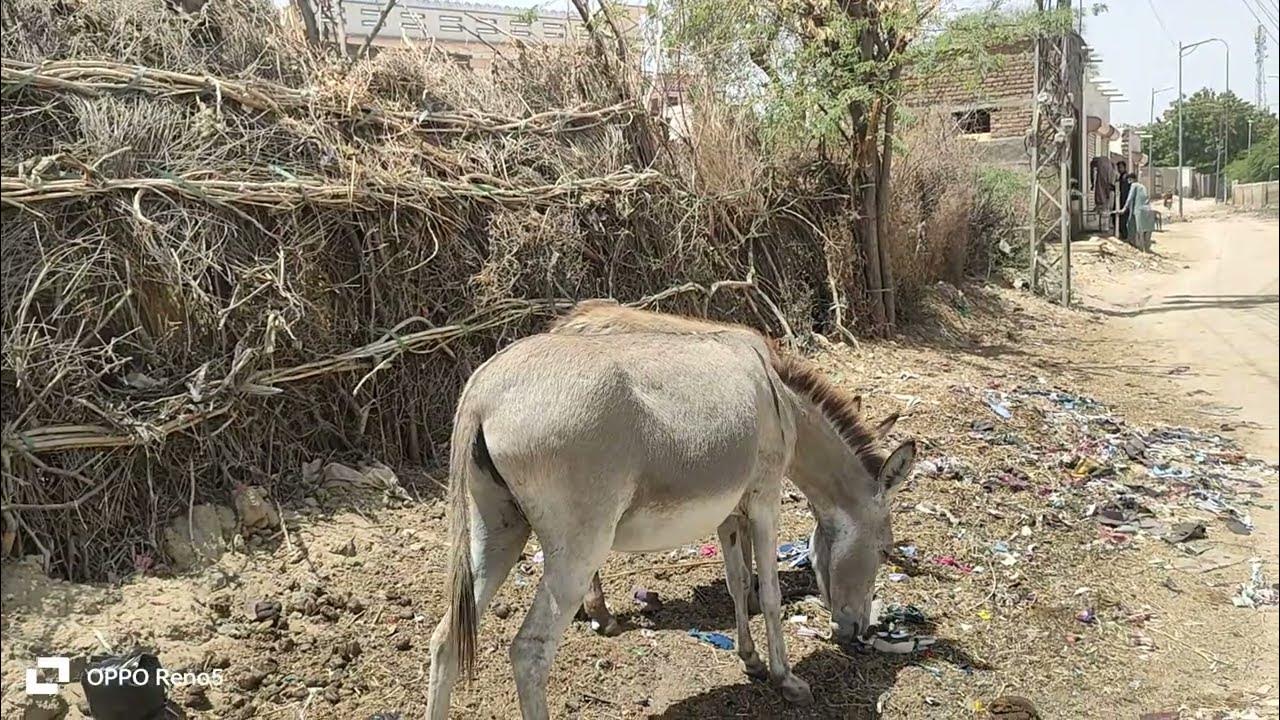 Donkeys@Donkeys - YouTube