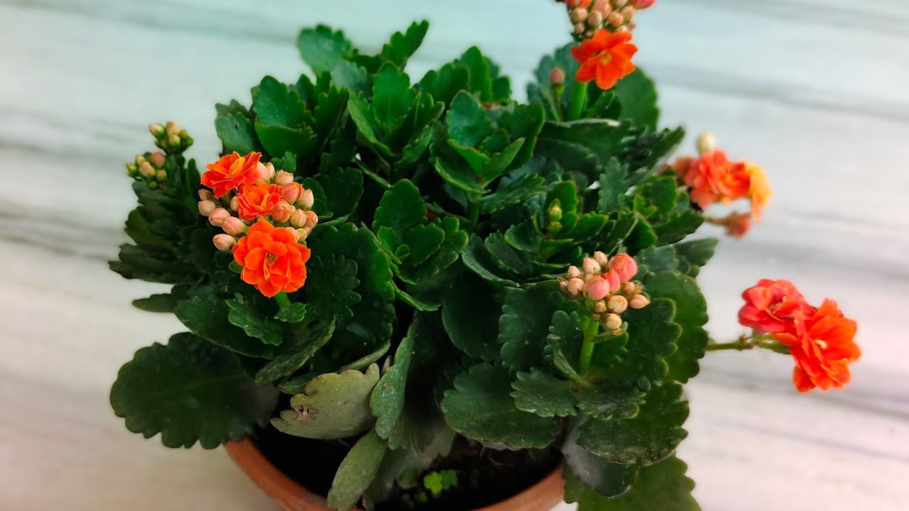 how to grow kalanchoe from cutting/at home - YouTube