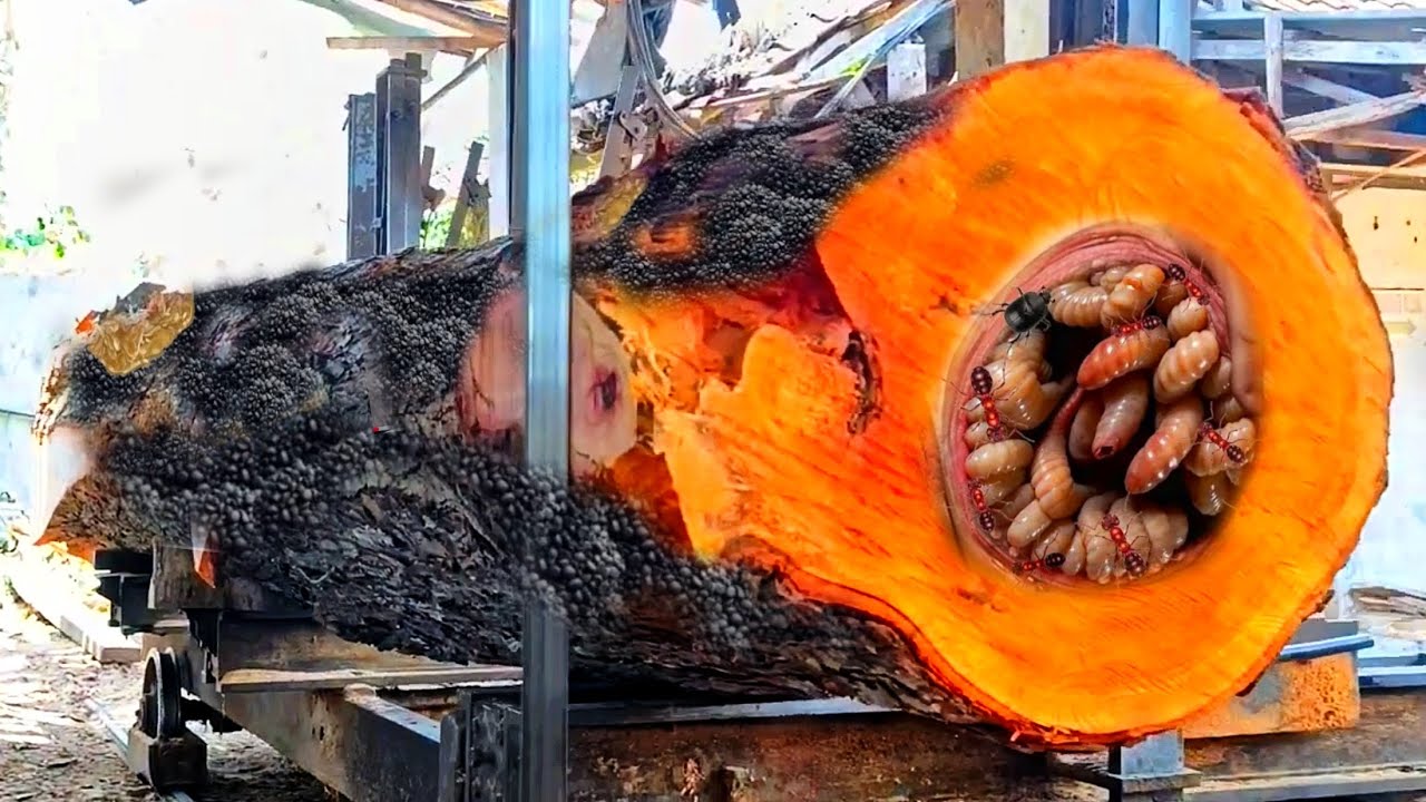 Hard and sturdy red logs at the sawmill - YouTube