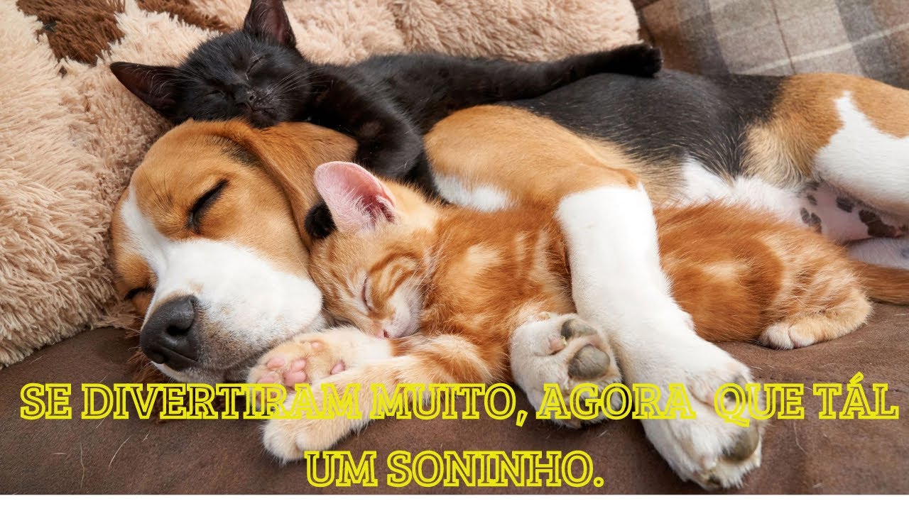 ANIMAIS APRONTANDO - YouTube