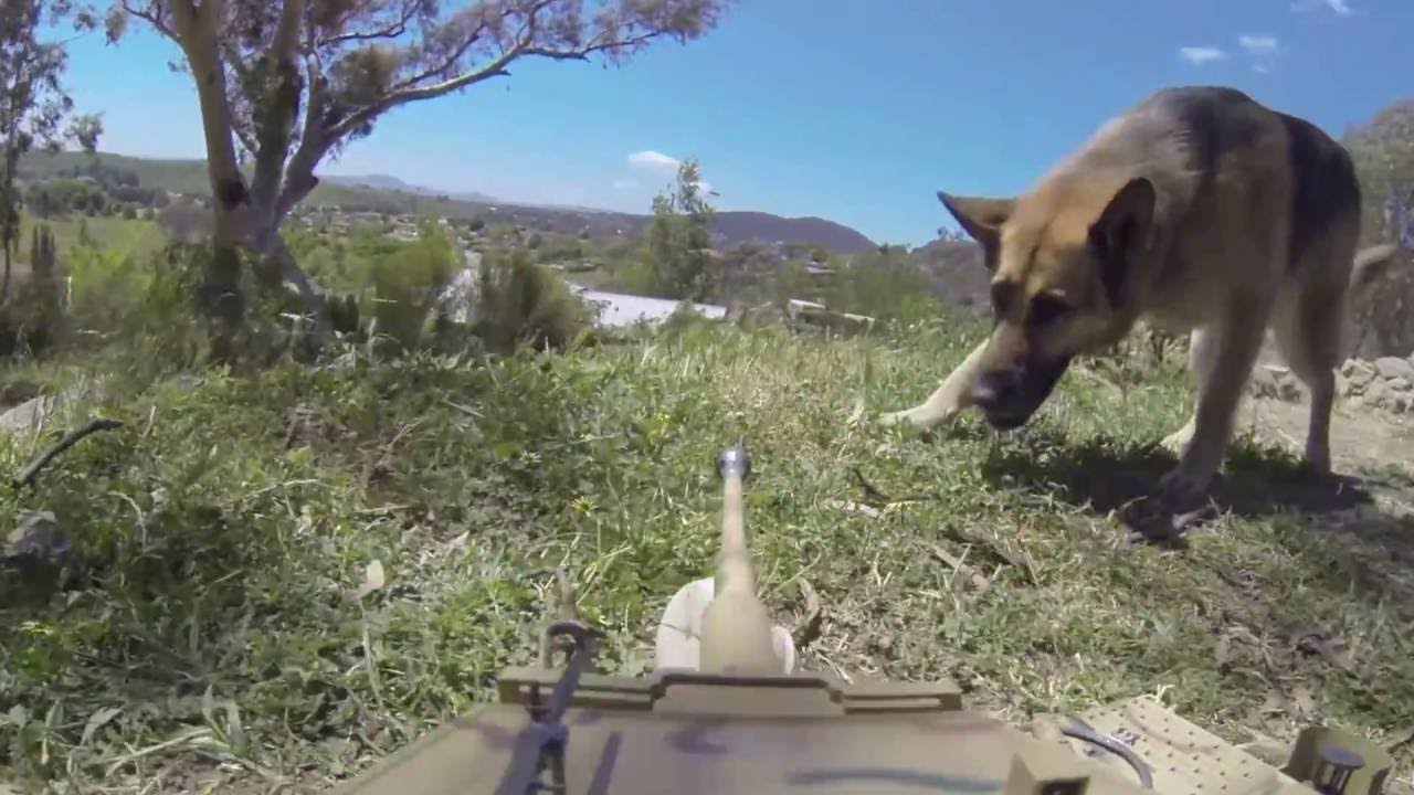 RC tiger tank VS Dogs - YouTube