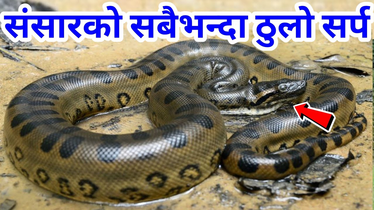 संसारका 10 ठुला सर्प हरु || Biggest Snakes in the World || Dangerious Snake in the World - YouTube