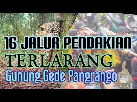 JALUR PENDAKIAN ILEGAL & BERBAHAYA GUNUNG GEDE PANGRANGO/BANYAK KORBAN JIWA & TERSESAT