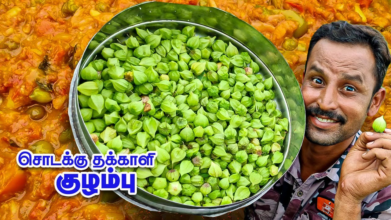 பல நோய்களுக்கும் ஒரே மருந்து - சொடக்கு தக்காளிபழம் கிடைச்சா விட்றாதீங்க ...