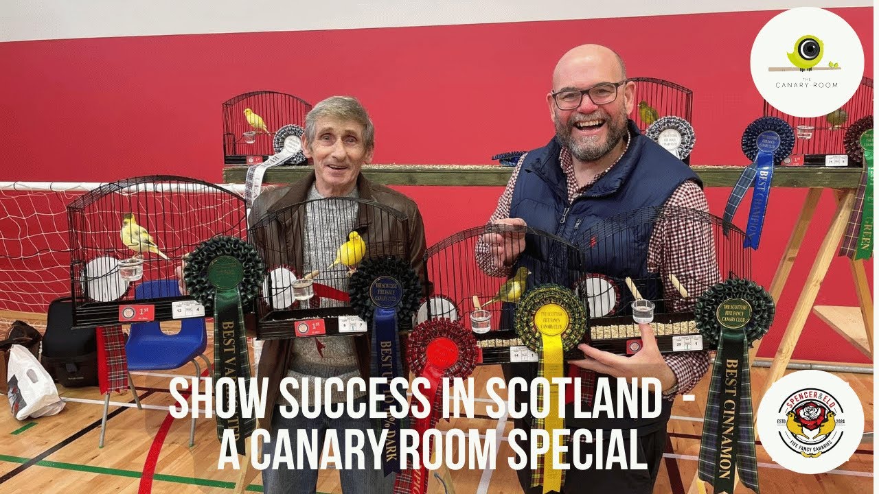 Show success in Scotland - A Canary Room Special - YouTube